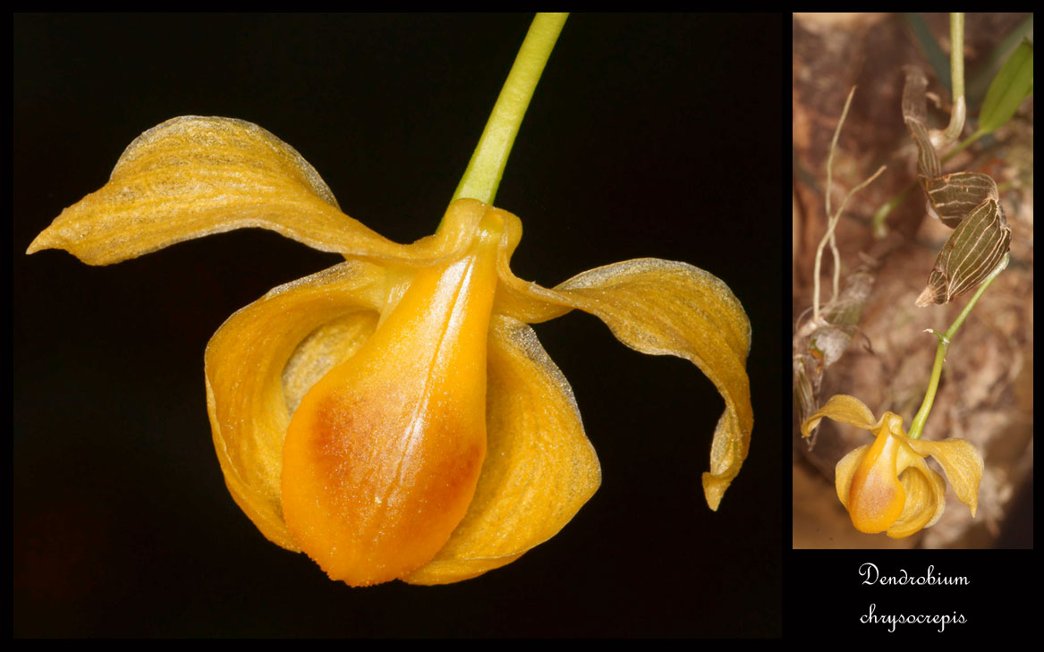 Dendrobium chrysocrepis